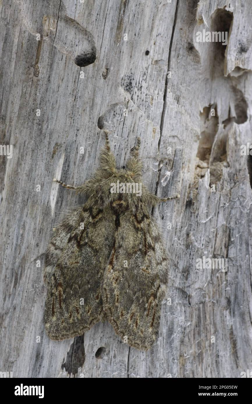 Acorn moth hi-res stock photography and images - Alamy