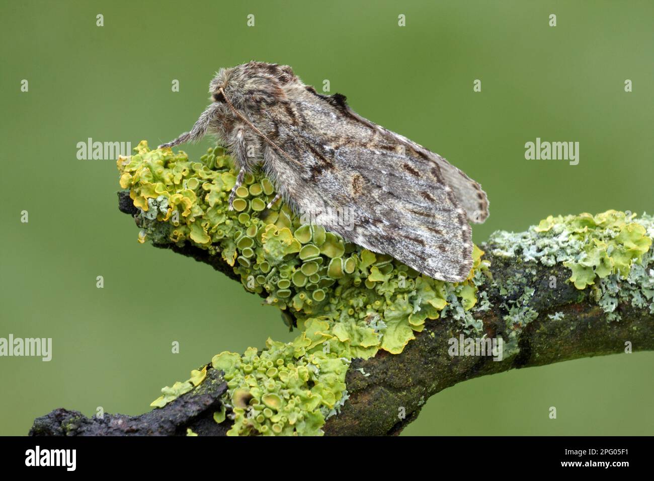 Butterflies of southern italy hi-res stock photography and images - Alamy