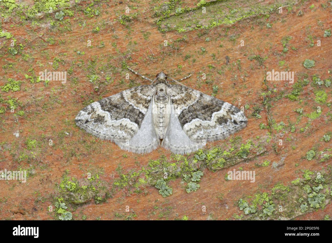 Barred rivulet (Perizoma bifaciata), Insects, Moths (Geometridae ...