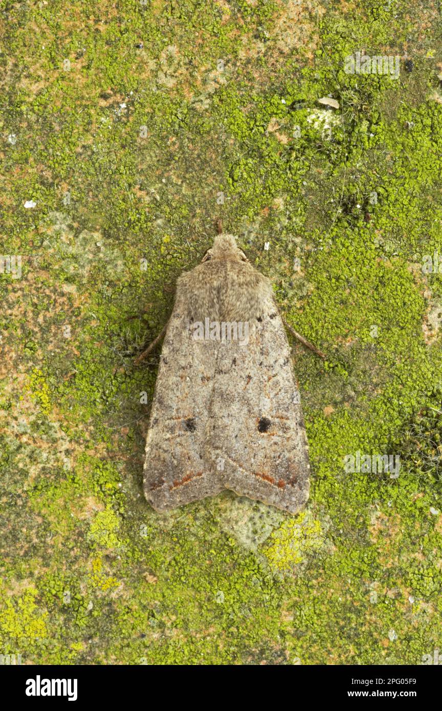 Red-line quaker (Agrochola lota), owlet moth (Noctuidae), Insects ...