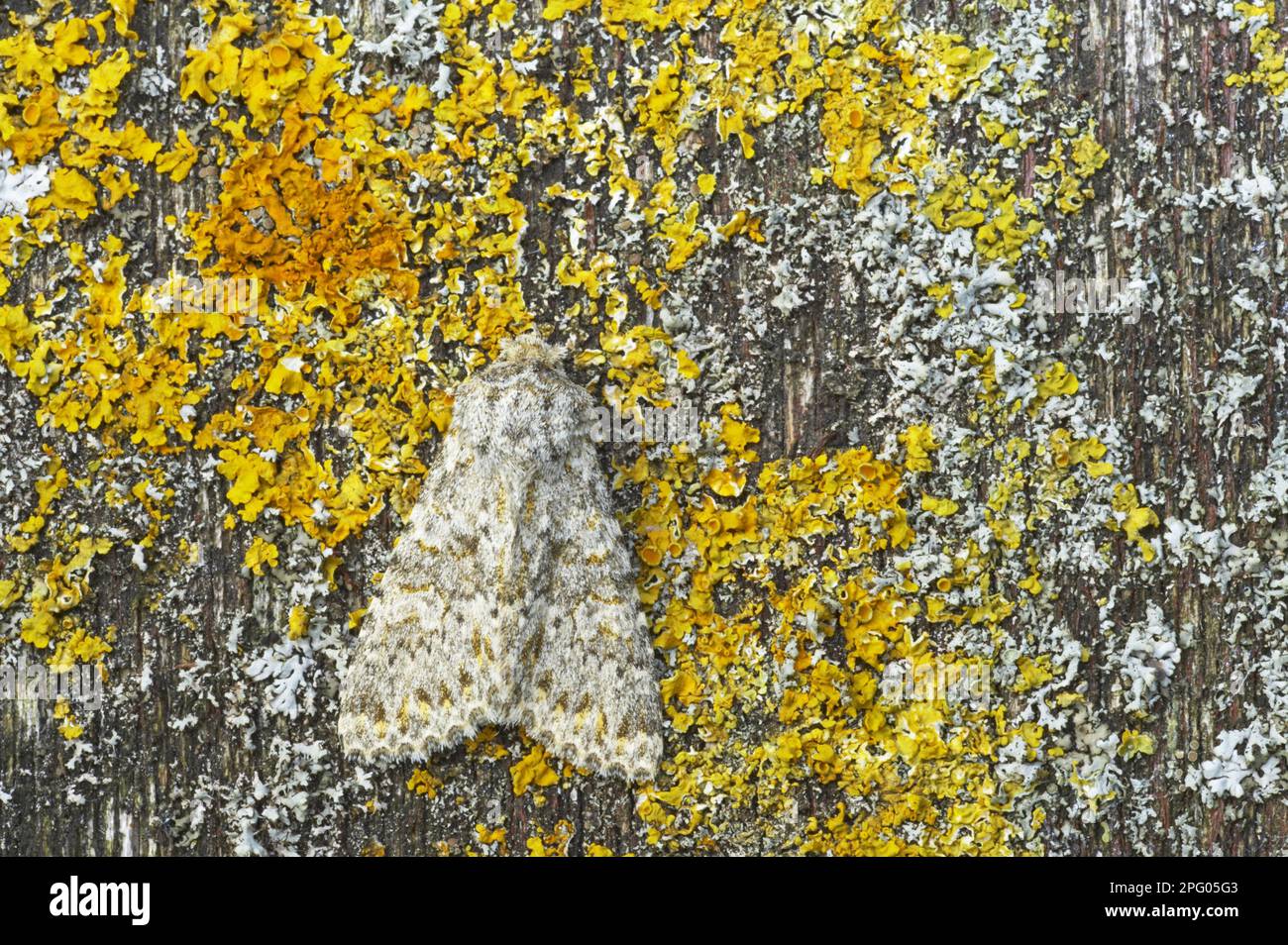 Insects, Moths, Butterflies, Animals, Other animals, Large large ...