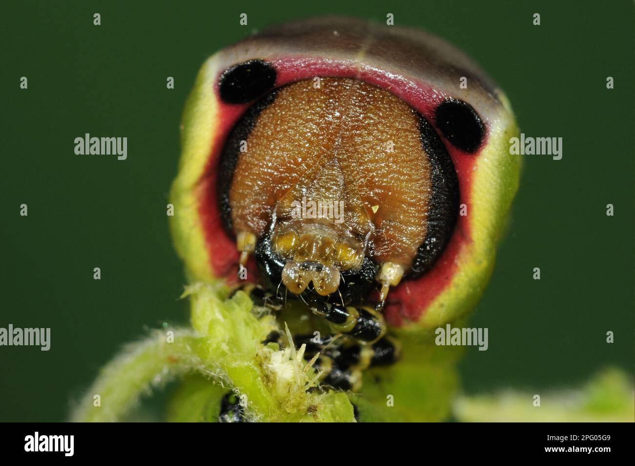 Puss moth (Cerura vinula), Large Fork-tail, Large Fork-tails, Tooth ...