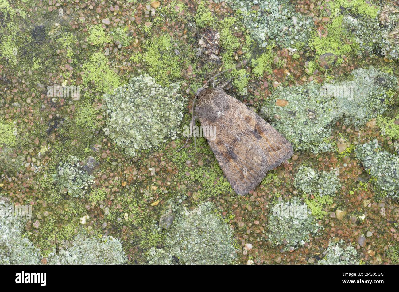 Insects, Moths, Butterflies, Animals, Other animals, Mottled Rustic ...