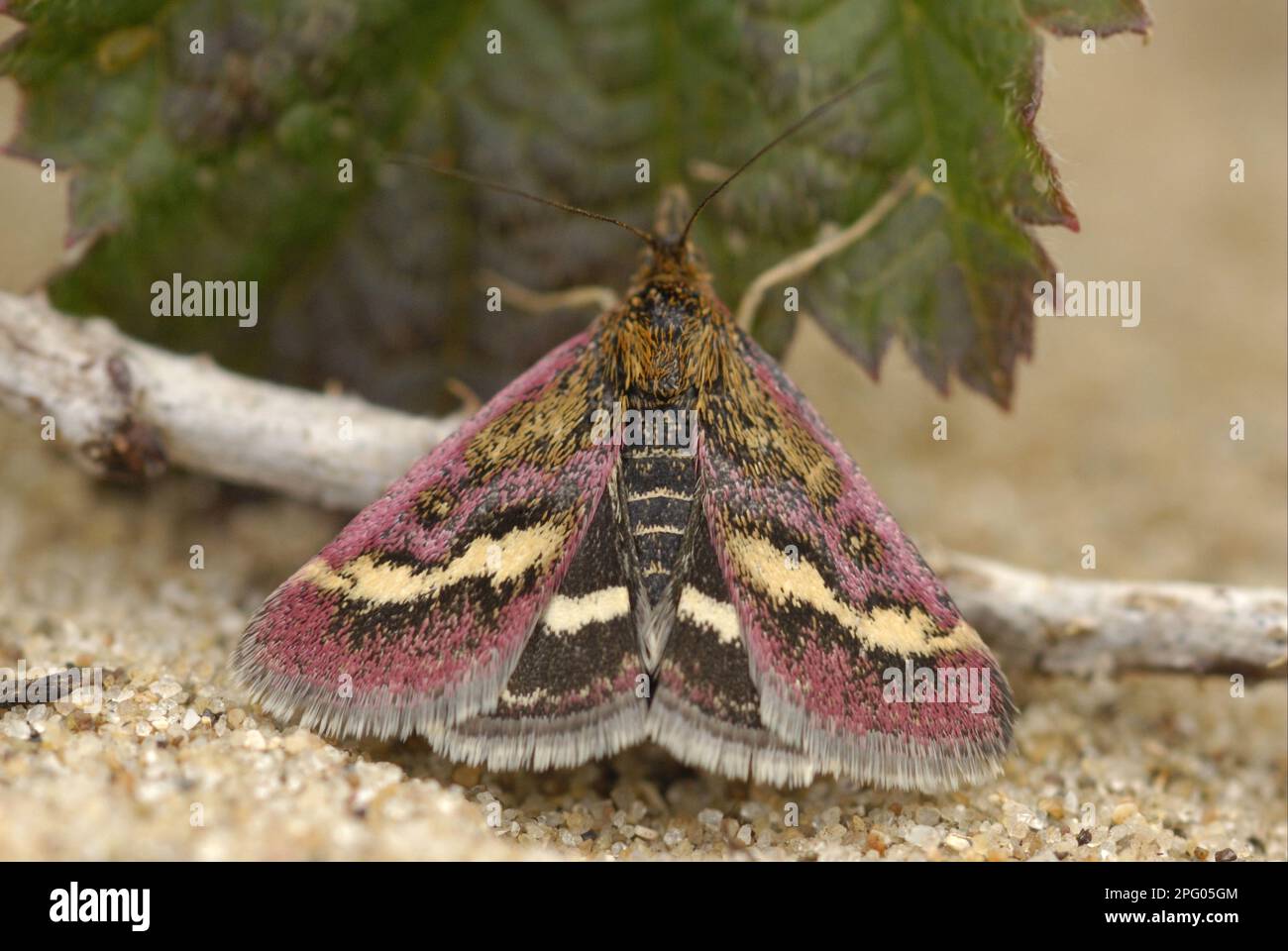 Dark Purple Mint Moth (Pyrausta ostrinalis) adult, resting on sand dune ...