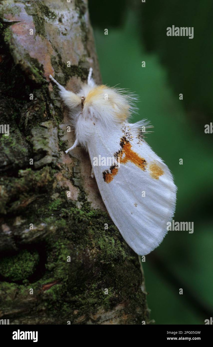 White prominent (Leucodonta bicoloria), White Tooth Moth, Insects ...