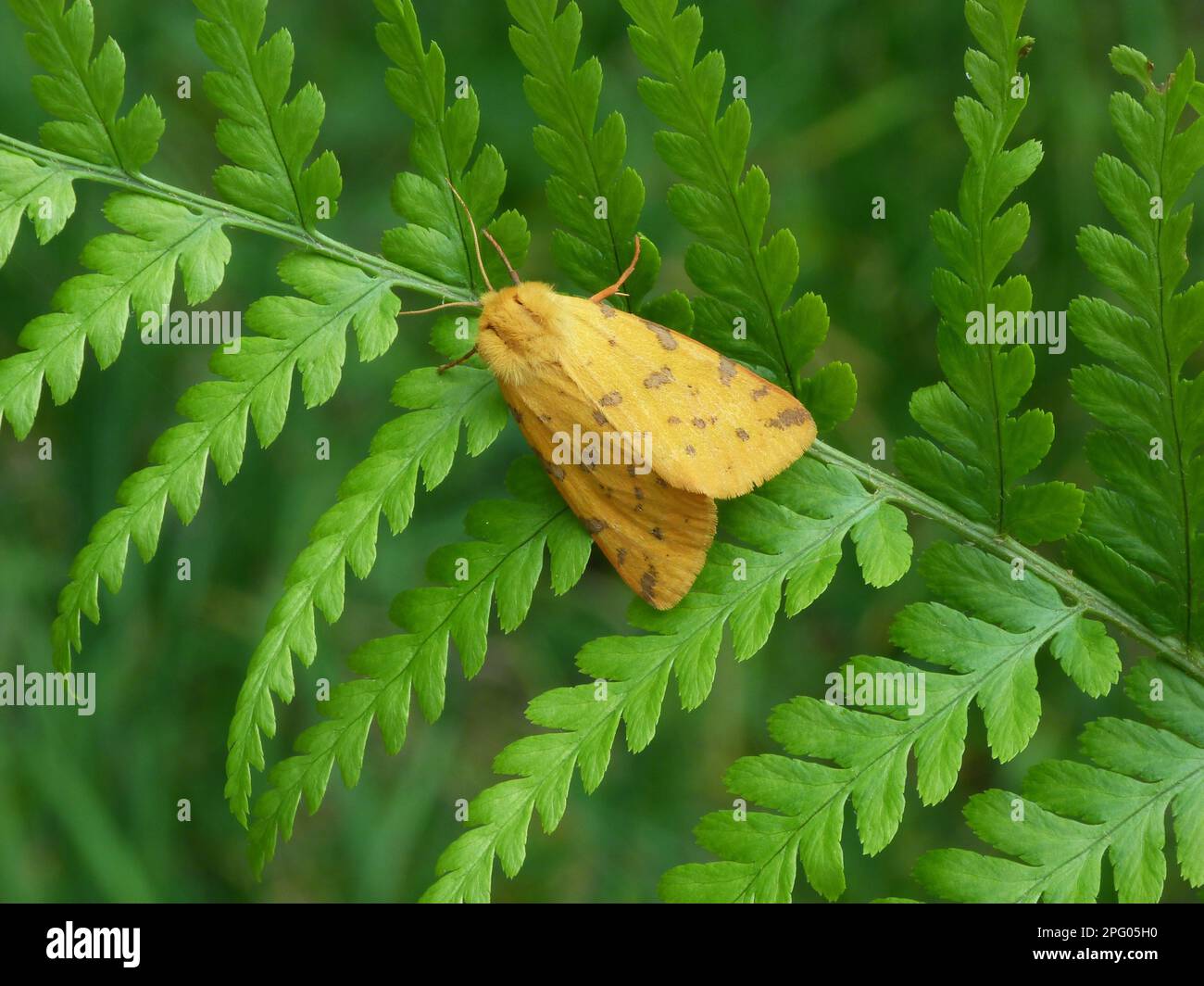 Yellow tiger moth (Rhyparia purpurata) adult, resting on the frond of ...