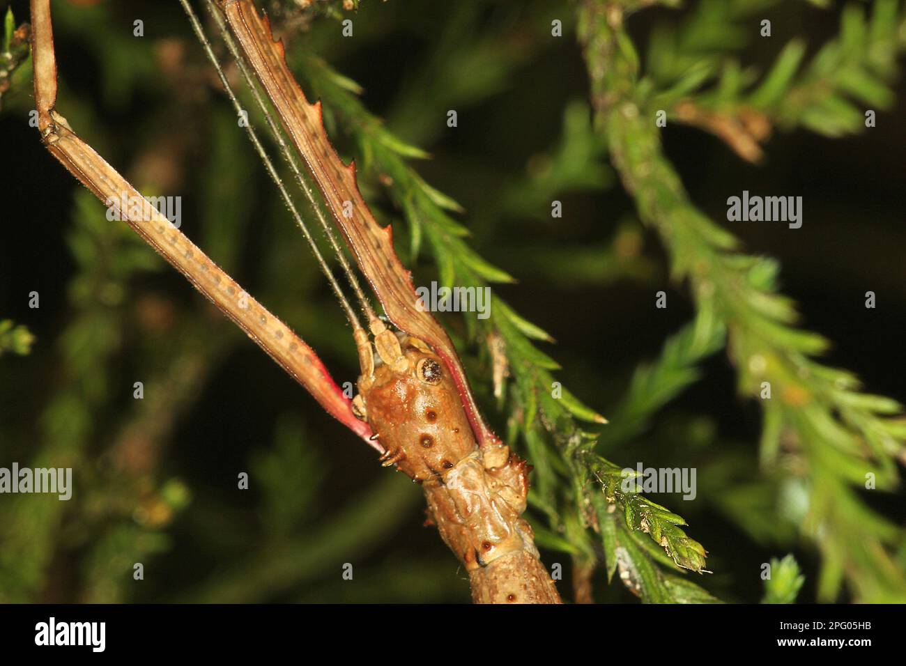 Prickly stick insect (Acanthoxyla prasina) feeding on kahikatea tree ...