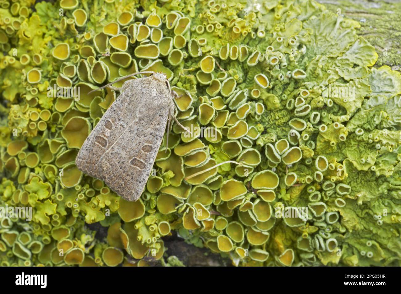 Light brown owlet moth (Noctuidae), Insects, Moths, Butterflies ...