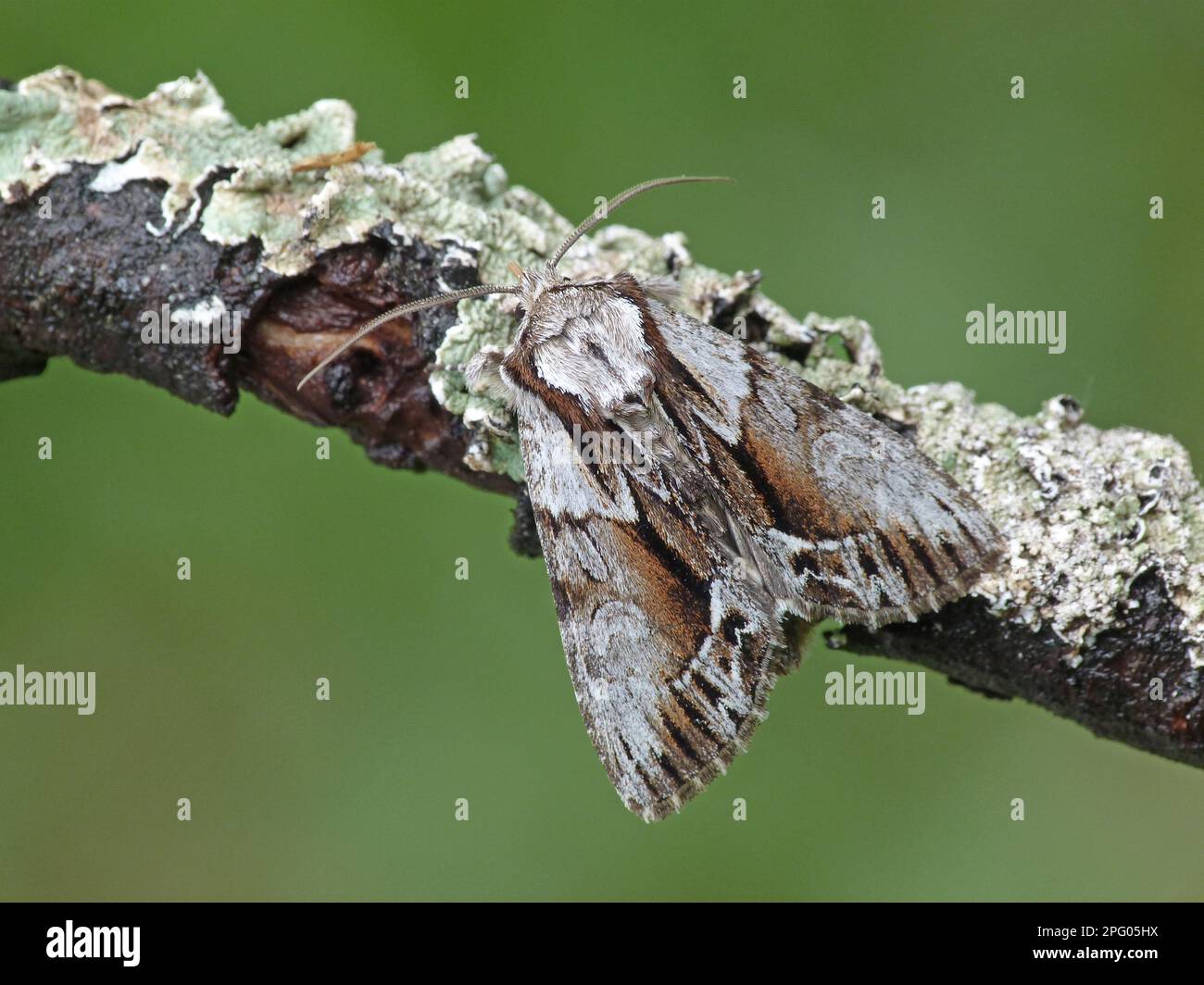 Huckleberry Screech Owl, Huckleberry Screech Owl, Huckleberry Screech ...