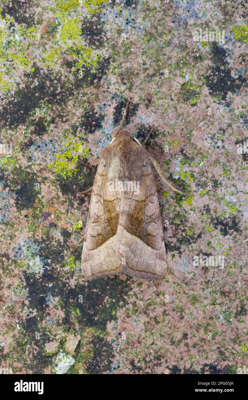 Riparian Mark Owl, Riparian Marsh Highland Mark Owl, owlet moth ...