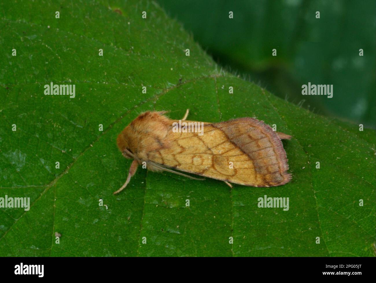 Pyrrhia umbra hi-res stock photography and images - Alamy