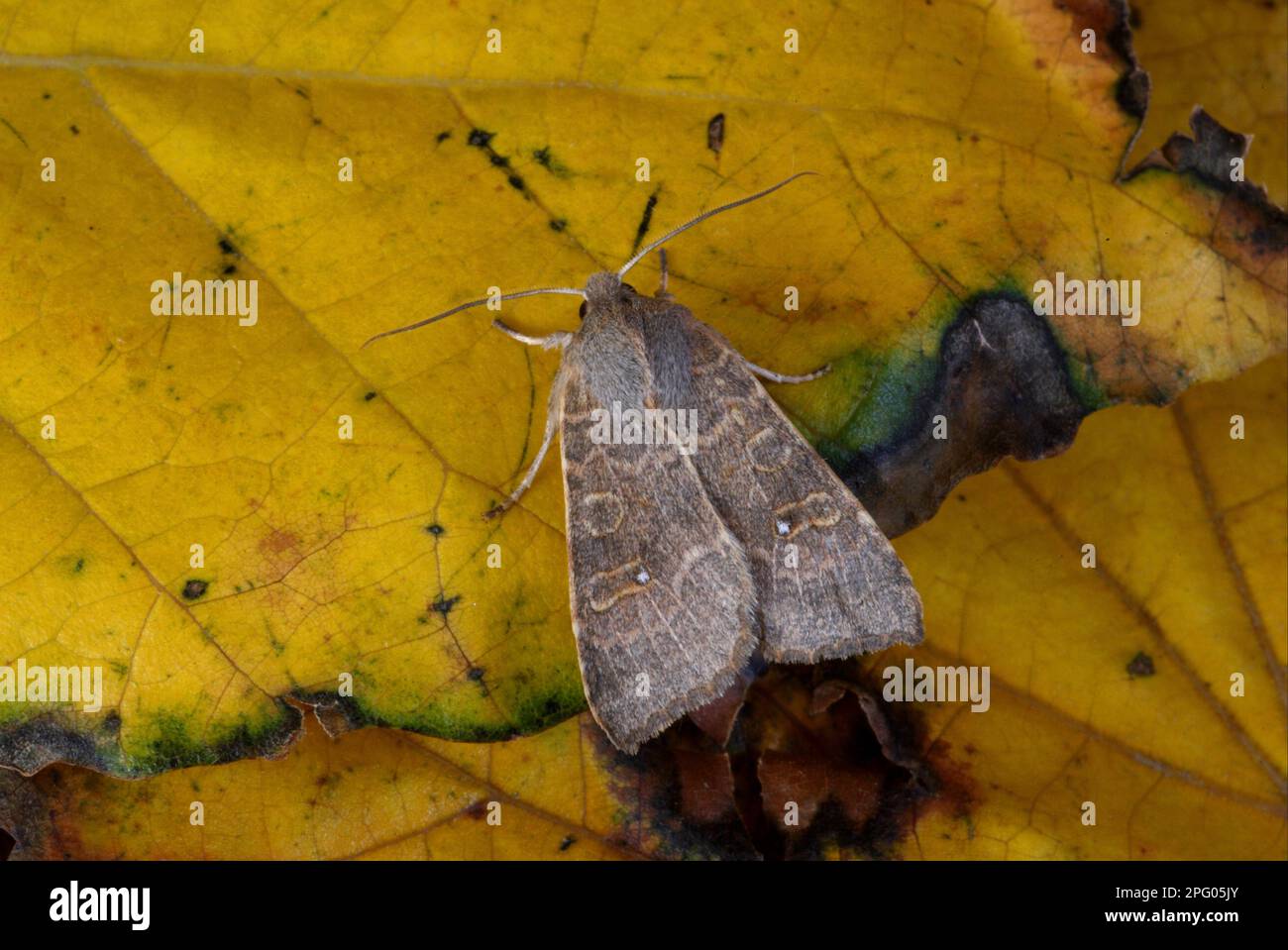 Xanthia ocellaris hi-res stock photography and images - Alamy