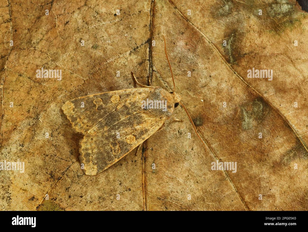 Xanthia gilvago, Elm Yellow Owl, Insects, Moths (Noctuidae ...