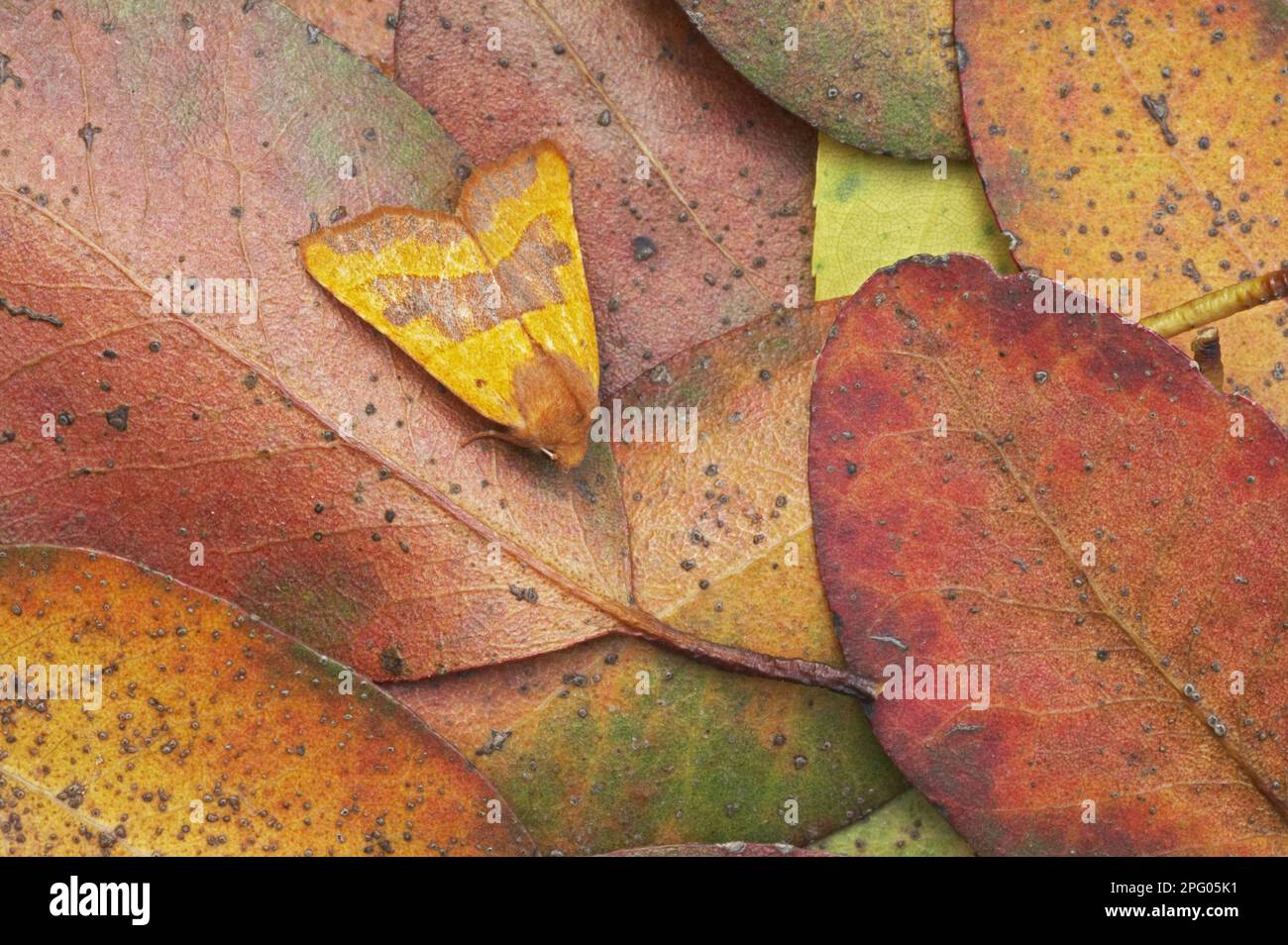 Centre-barred Sallow (Atethmia centrago) adult, resting on fallen ...