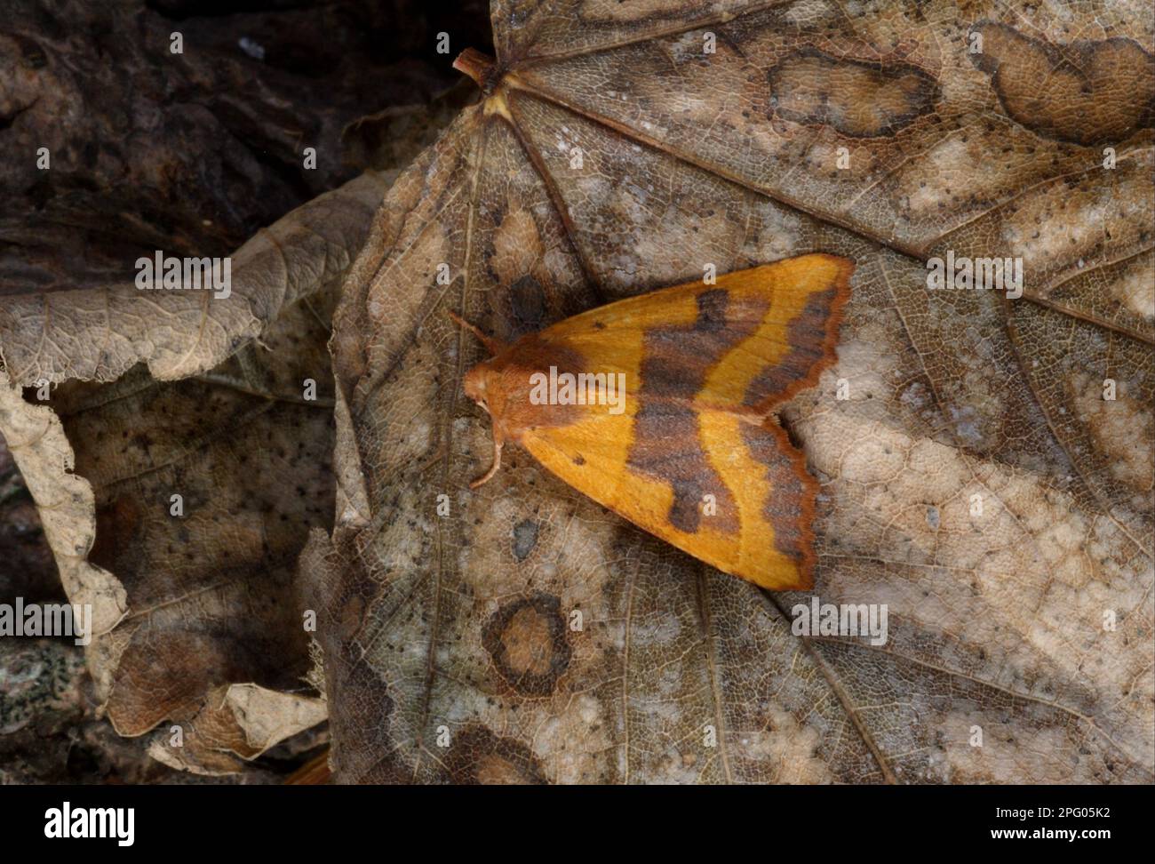 Ochre-yellow owlet moth (Noctuidae), Insects, Moths, Butterflies ...