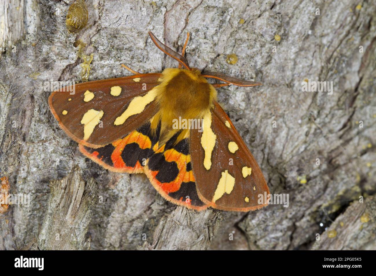 Tiger Moth Animal Tiger Moth Insect Facts A Z Animals