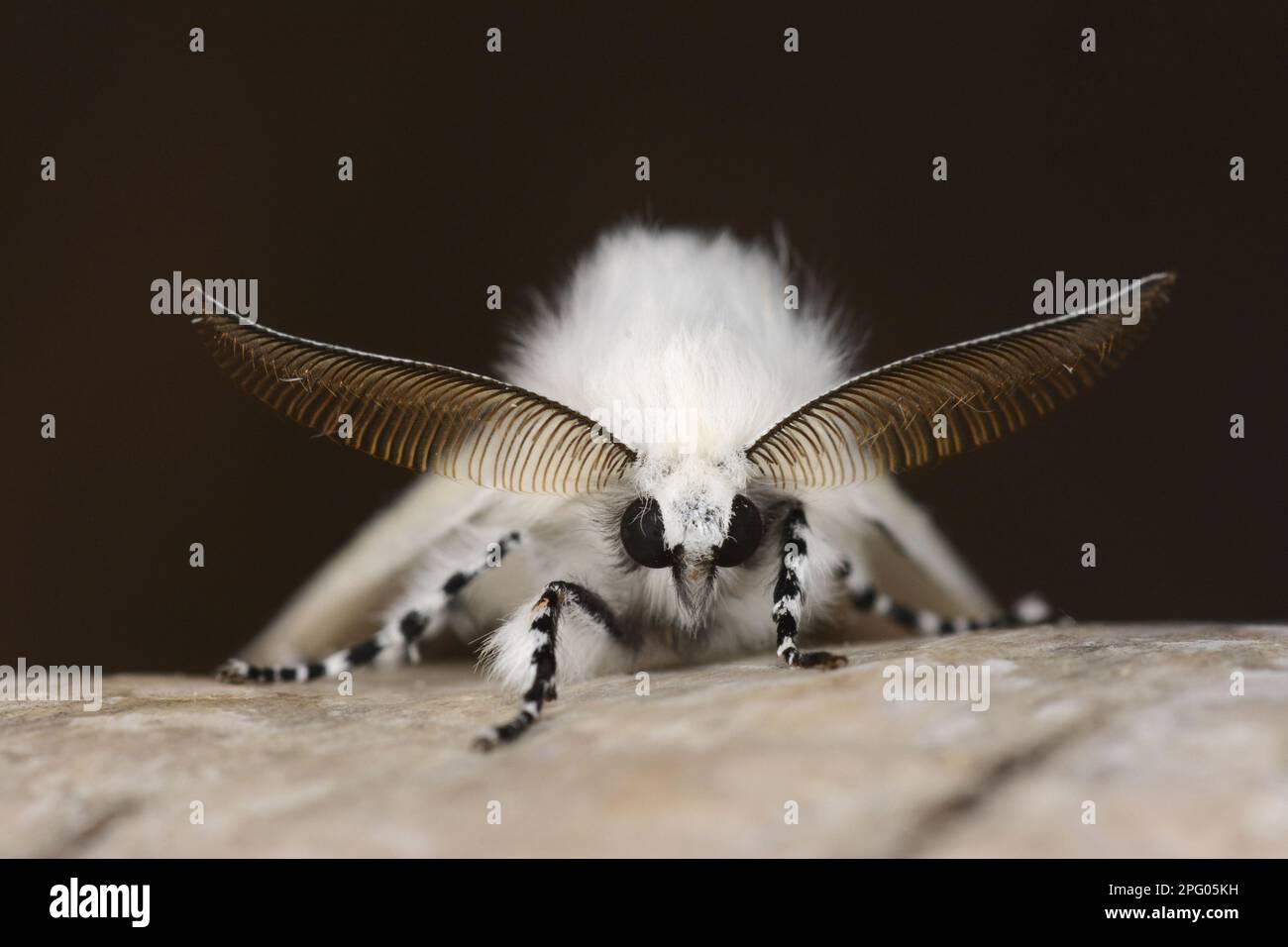 White white satin moth (Leucoma salicis), adult male, antennae showing ...