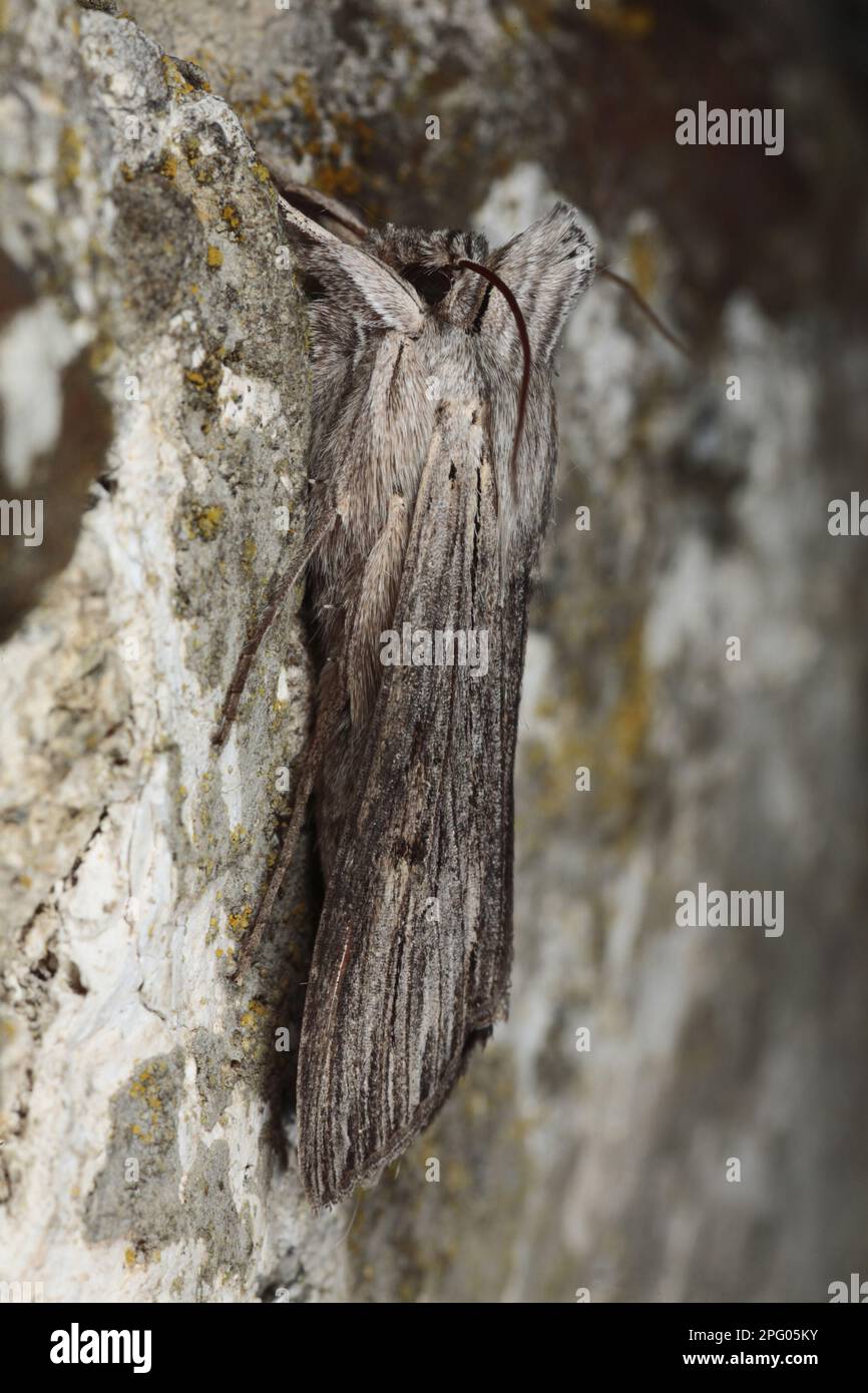 Shark (moth) (Cucullia umbratica), owlet moth (Noctuidae), Insects ...
