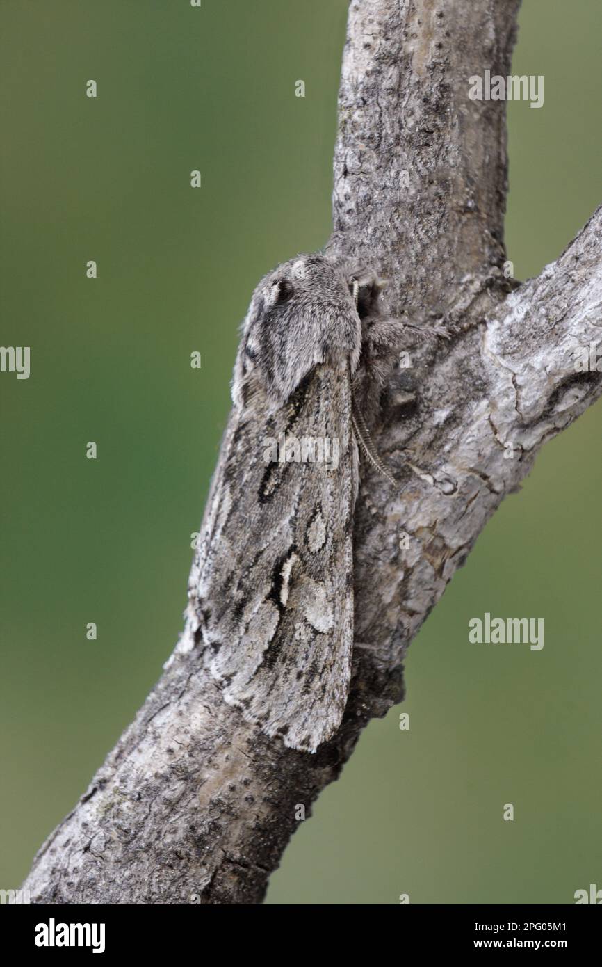 Rannoch sprawler (Brachionycha nubeculosa), owlet moth (Noctuidae ...
