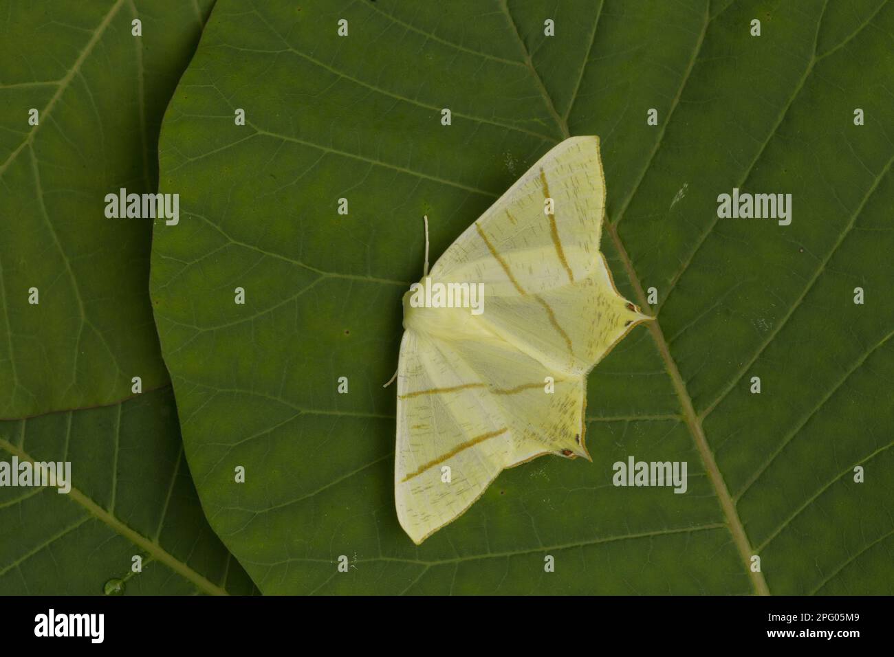 Swallow-tailed Moth (Ourapteryx sambucaria) adult, resting on leaf ...