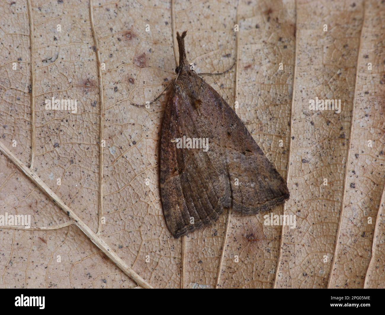 Hop Scops Owl, Hop Scops Owl, Hop Scops Owls, Hop Scops Owls, Insects ...