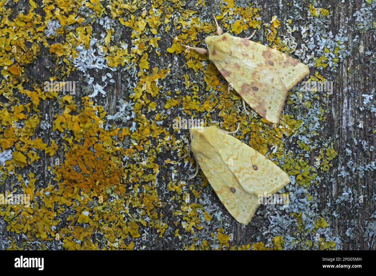 Common Sallow (Xanthia icteritia) normal (upper) and flavescens (lower ...