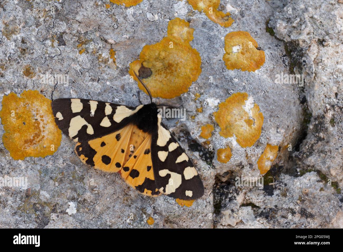 Cream-spotted tiger (Arctia villica britannica) adult, with showing ...