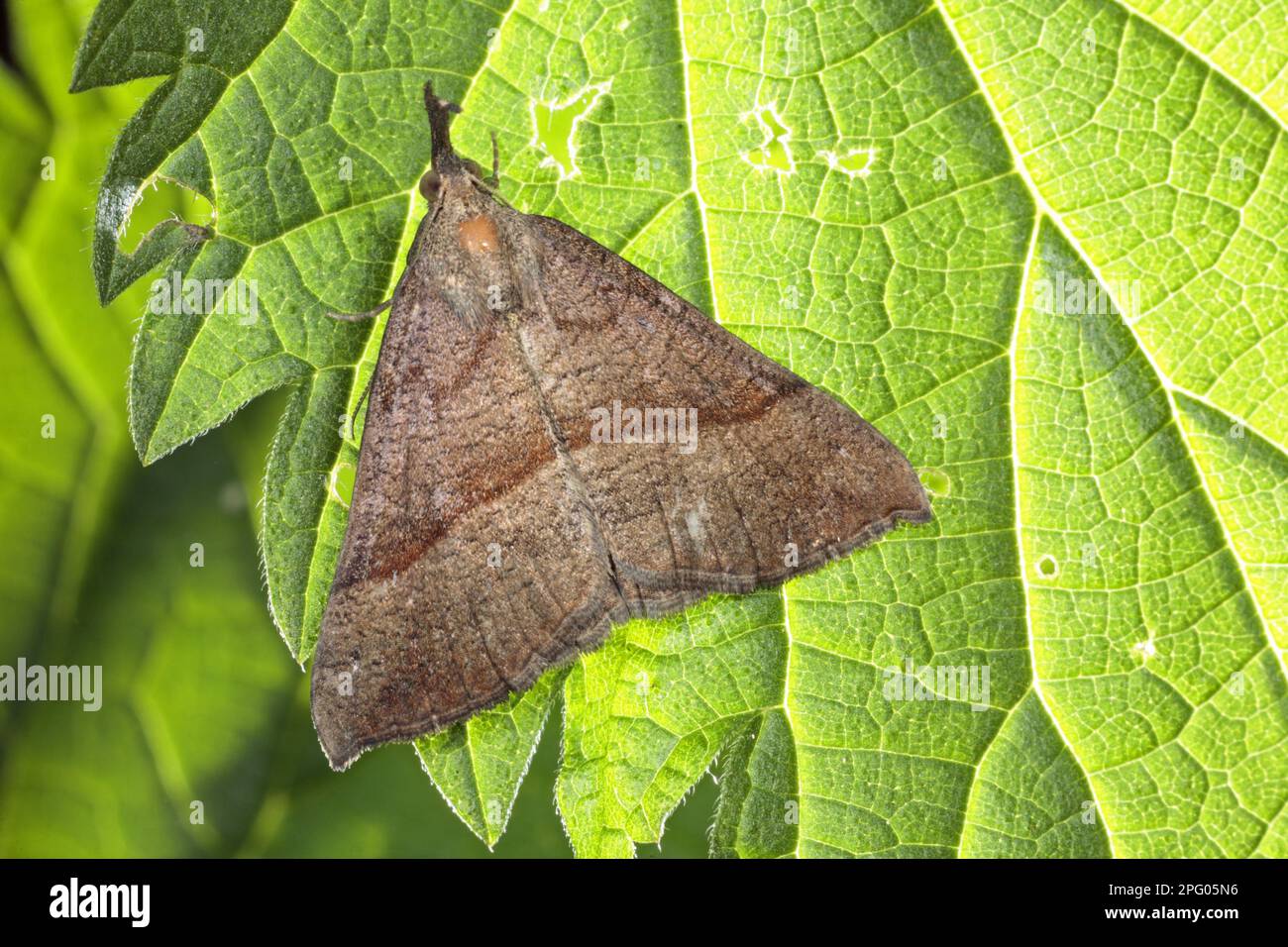 Nettle Scops Owl, Common Nettle Scops Owl, Nettle Scops Owls, Common ...