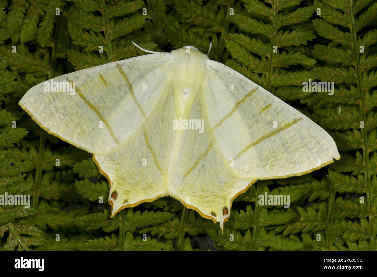 Elder moth, swallow-tailed moth (Ourapteryx sambucaria), Insects, Moths ...