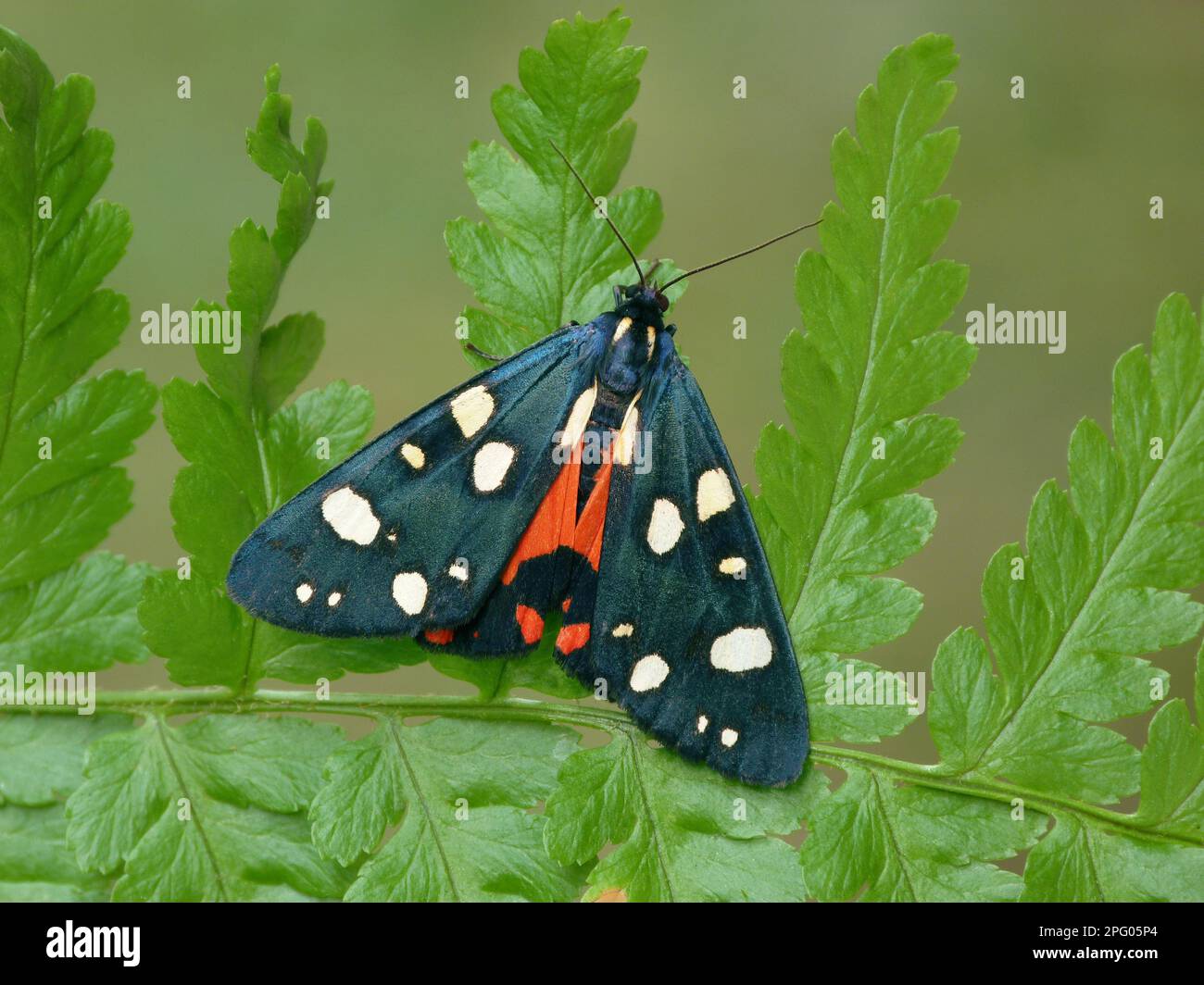 Scarlet tiger moth (Callimorpha dominula), Beautiful bears, Bear moth ...