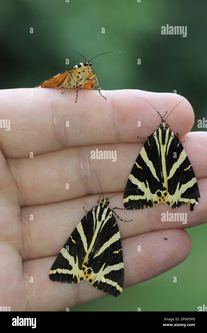 Russian bear, Gruner bear, Green bear, Beautiful bear, jersey tiger ...