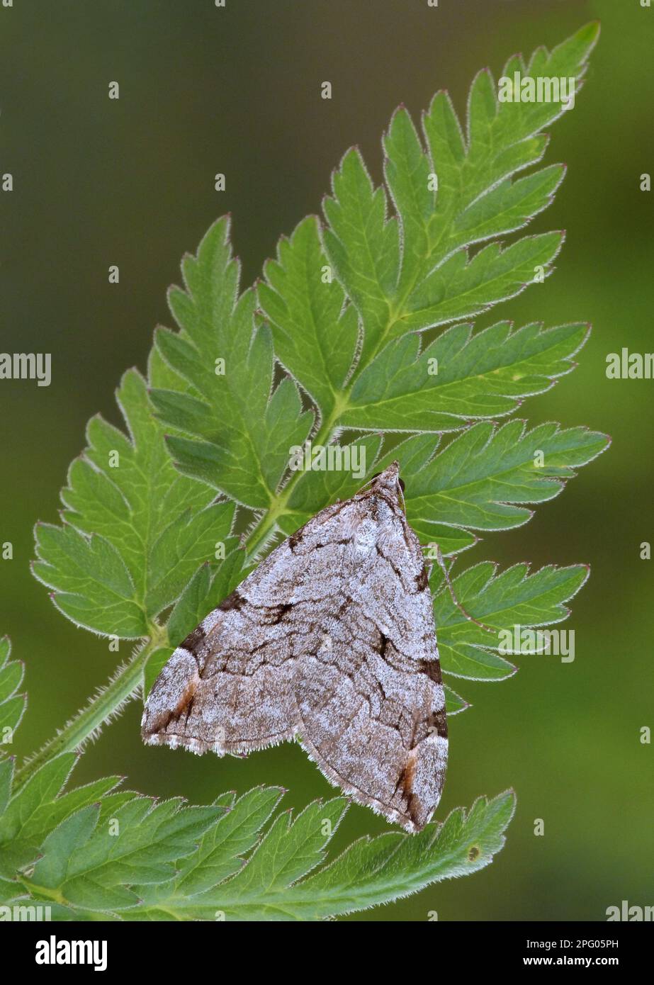 Anaitis plagiata, Greater St. John's Wort Moth, Great St. John's Wort ...