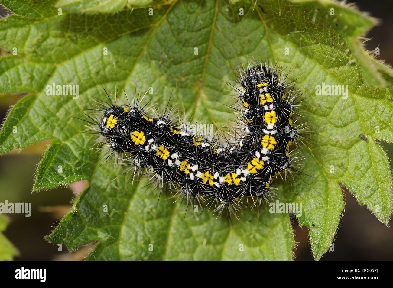 Scarlet tiger moth (Callimorpha dominula), Beautiful bears, Bear moth ...
