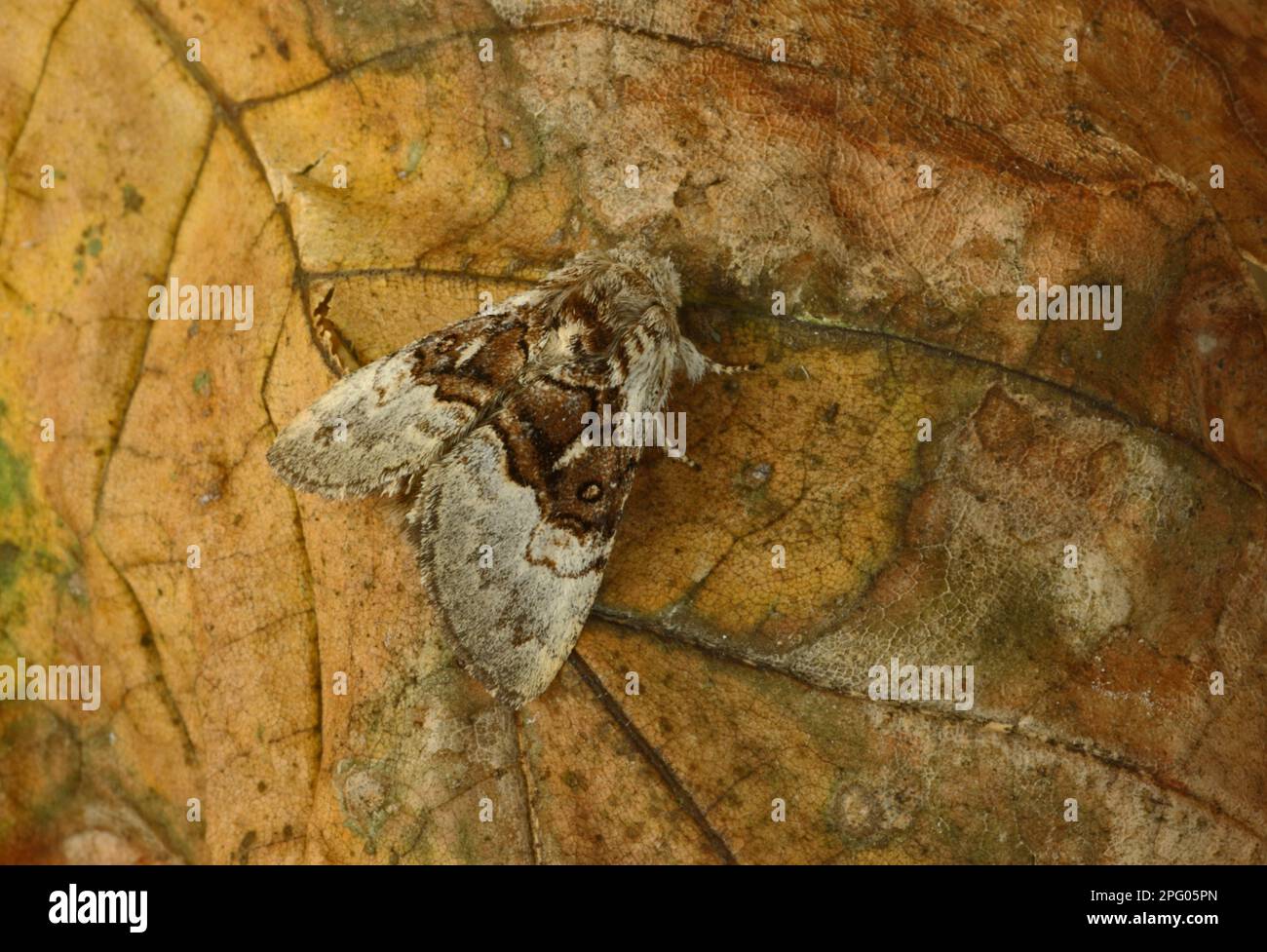 Burrowing Owl, nut-tree tussocks (Colocasia owlet moth (Noctuidae ...