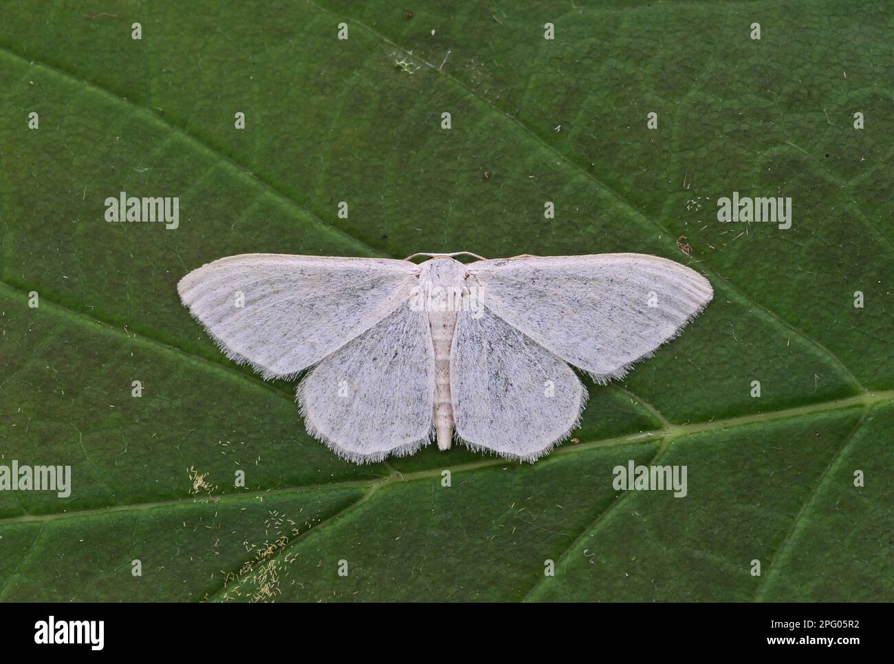 Grey-line leafhopper, satin wave (Idaea subsericeata), Olive-grey ...