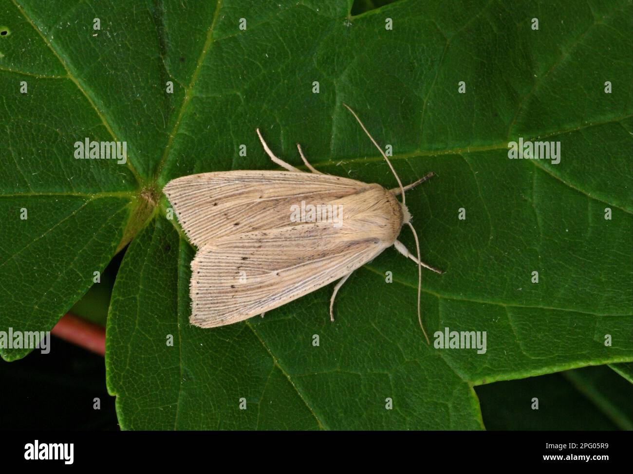 Sharp-winged Grass Owl, Marsh White Owl, Reddish-yellow Reed Owl, Sharp ...