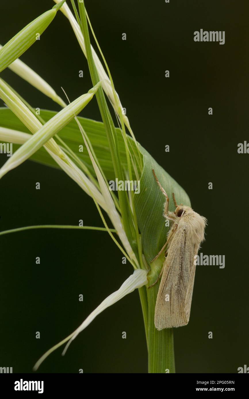 Common Wainscot (Mythimna pallens) adult, resting on grass, Sheffield ...