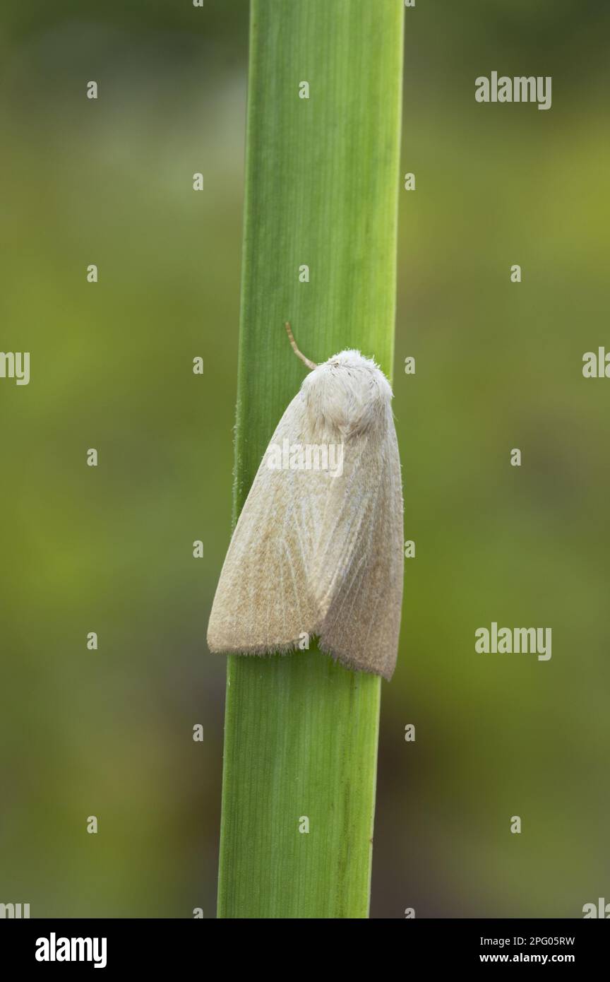 Fen Wainscot (Arenostola phragmitidis) adult, resting on leaf, Essex ...