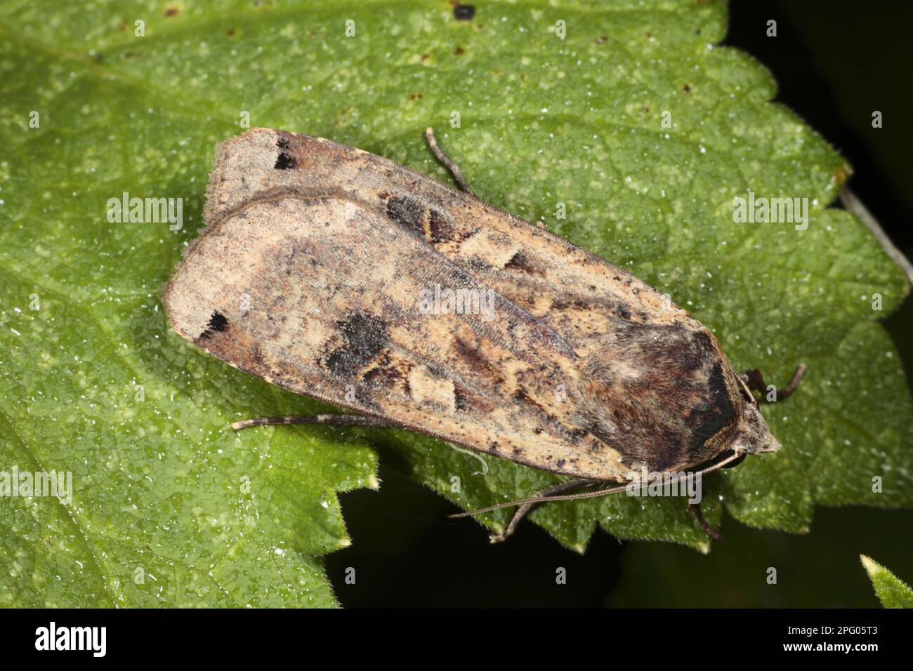 Large yellow underwing (Noctua pronuba), Insects, Moths, Butterflies ...