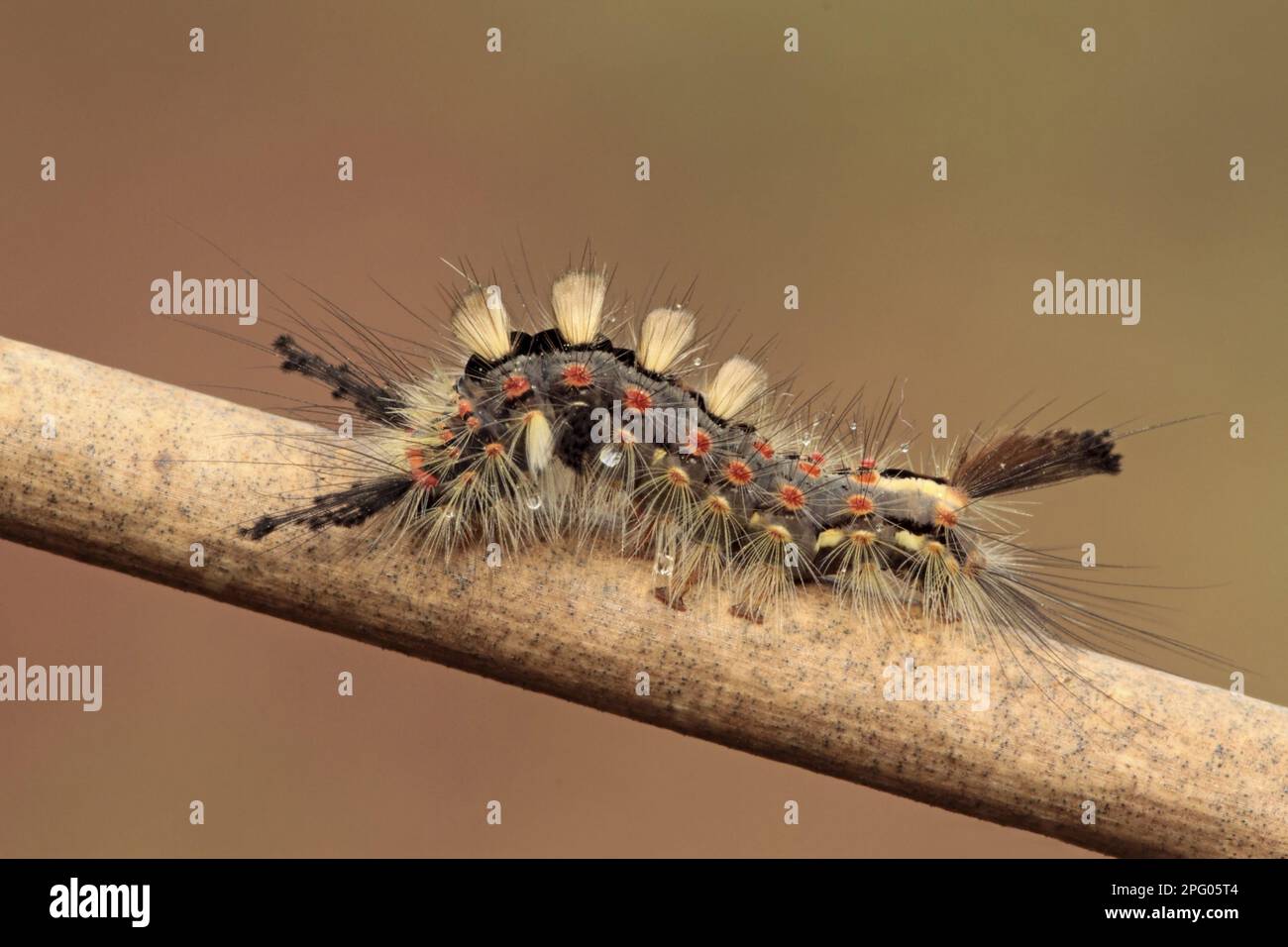 Common Vapourer (Orygia antiqua) caterpillar, on stem, Leicestershire ...