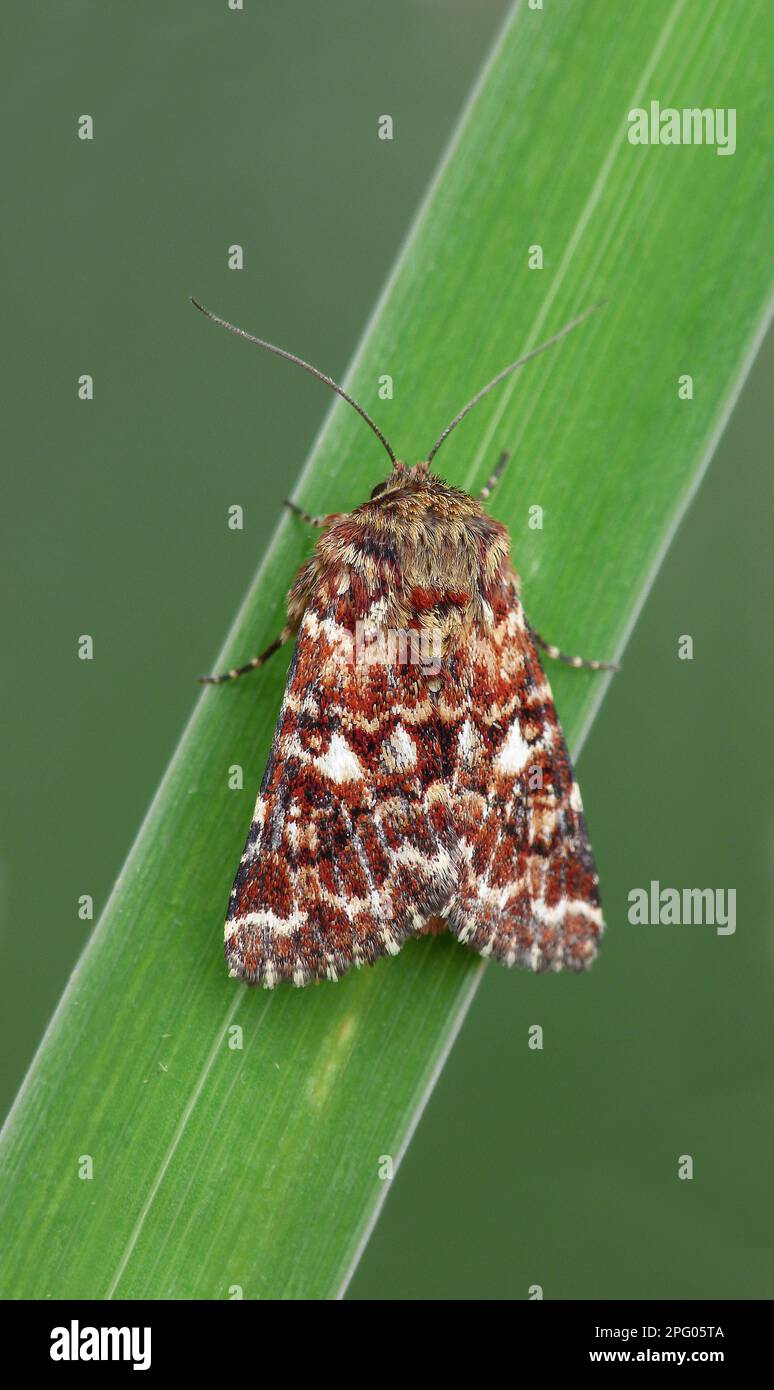 Heath variegated owl, Heath variegated owl, Insects, Moths, Butterflies ...