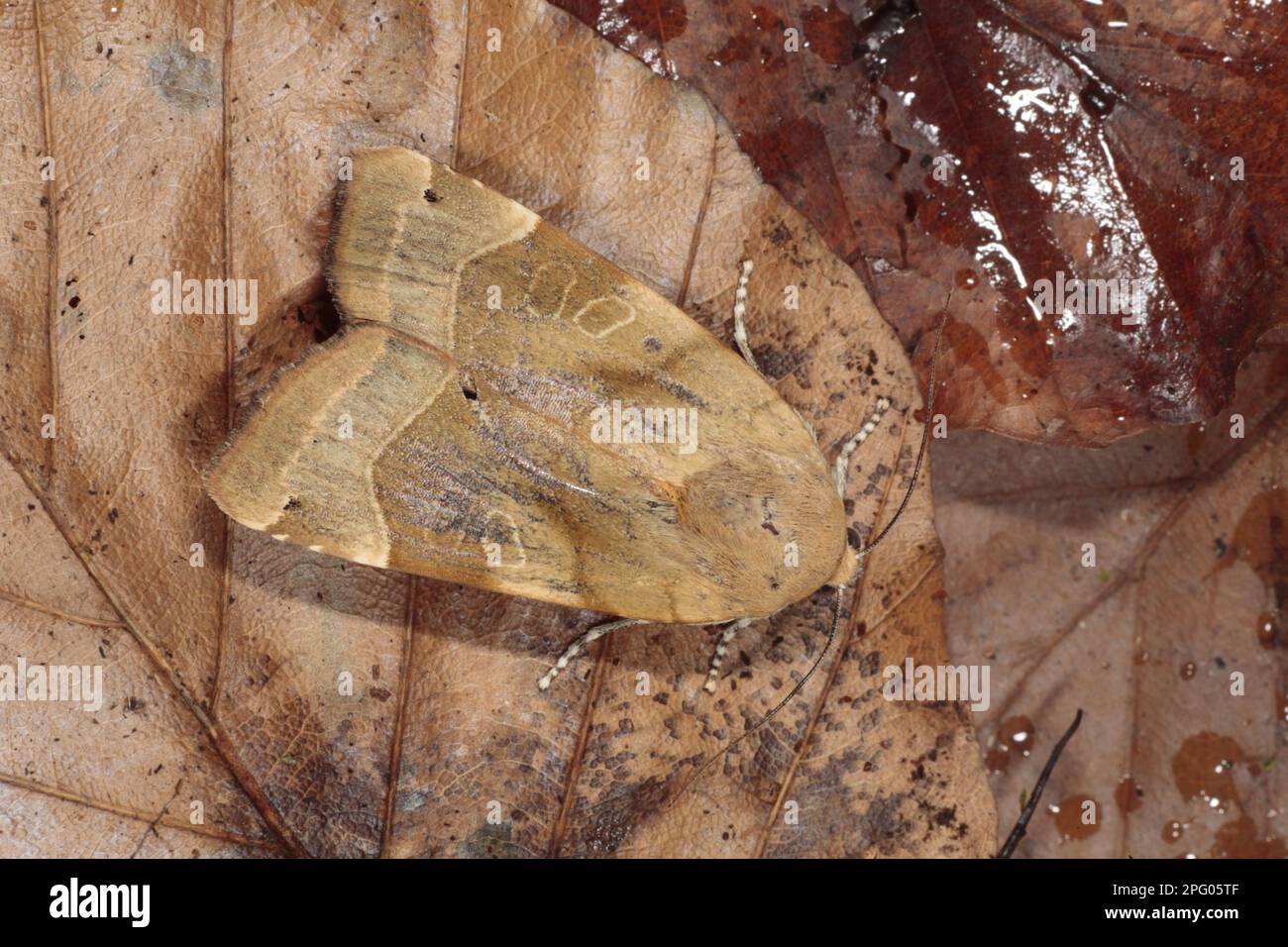 Broad-bordered yellow underwing (Noctua fimbriata), Yellow Banded Owl ...