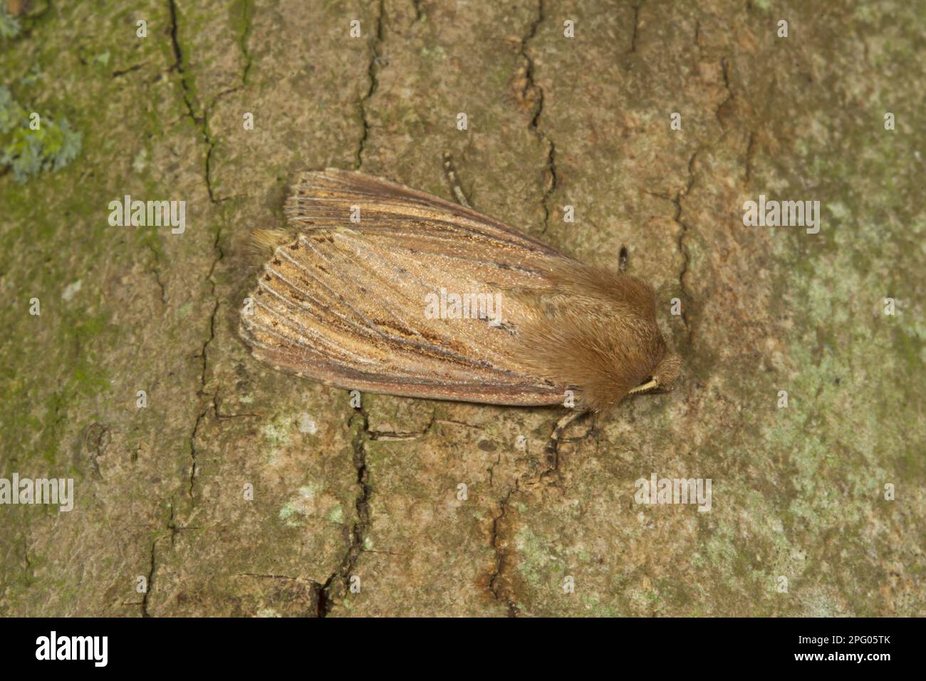Cattail moth hi-res stock photography and images - Alamy
