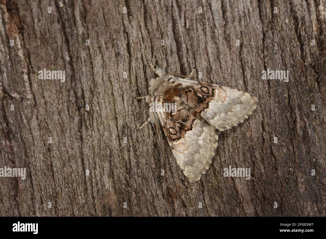 Burrowing Owl, nut-tree tussocks (Colocasia owlet moth (Noctuidae ...