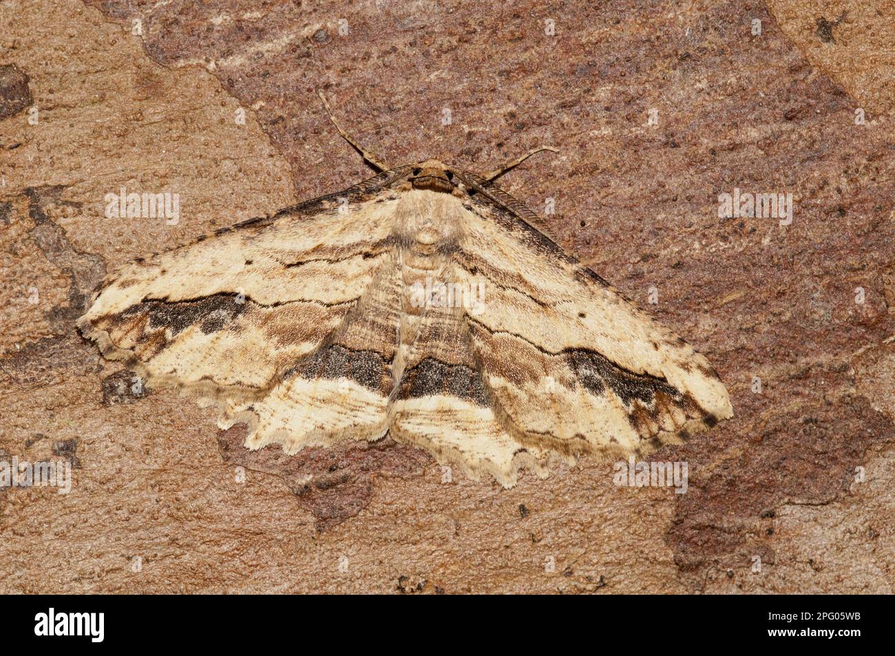 Menophira abruptaria, Leather brown waved umber moth (Menophra ...