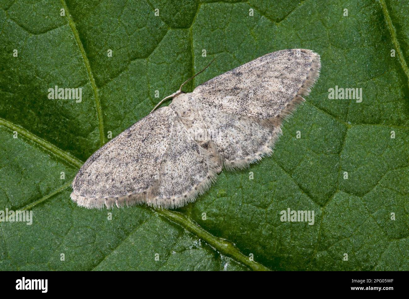 British garden insects hi-res stock photography and images - Alamy