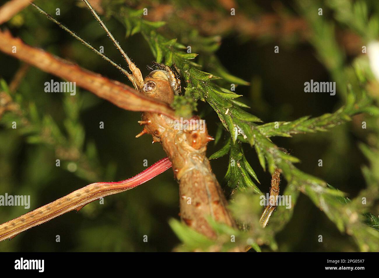 Acanthoxyla prasina hi-res stock photography and images - Alamy