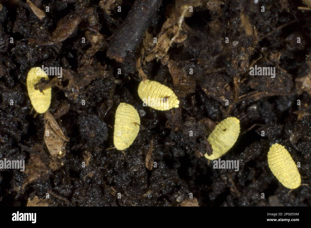 Golden root mealybug, Chryseococcus arecae, on the roots of Corokia ...