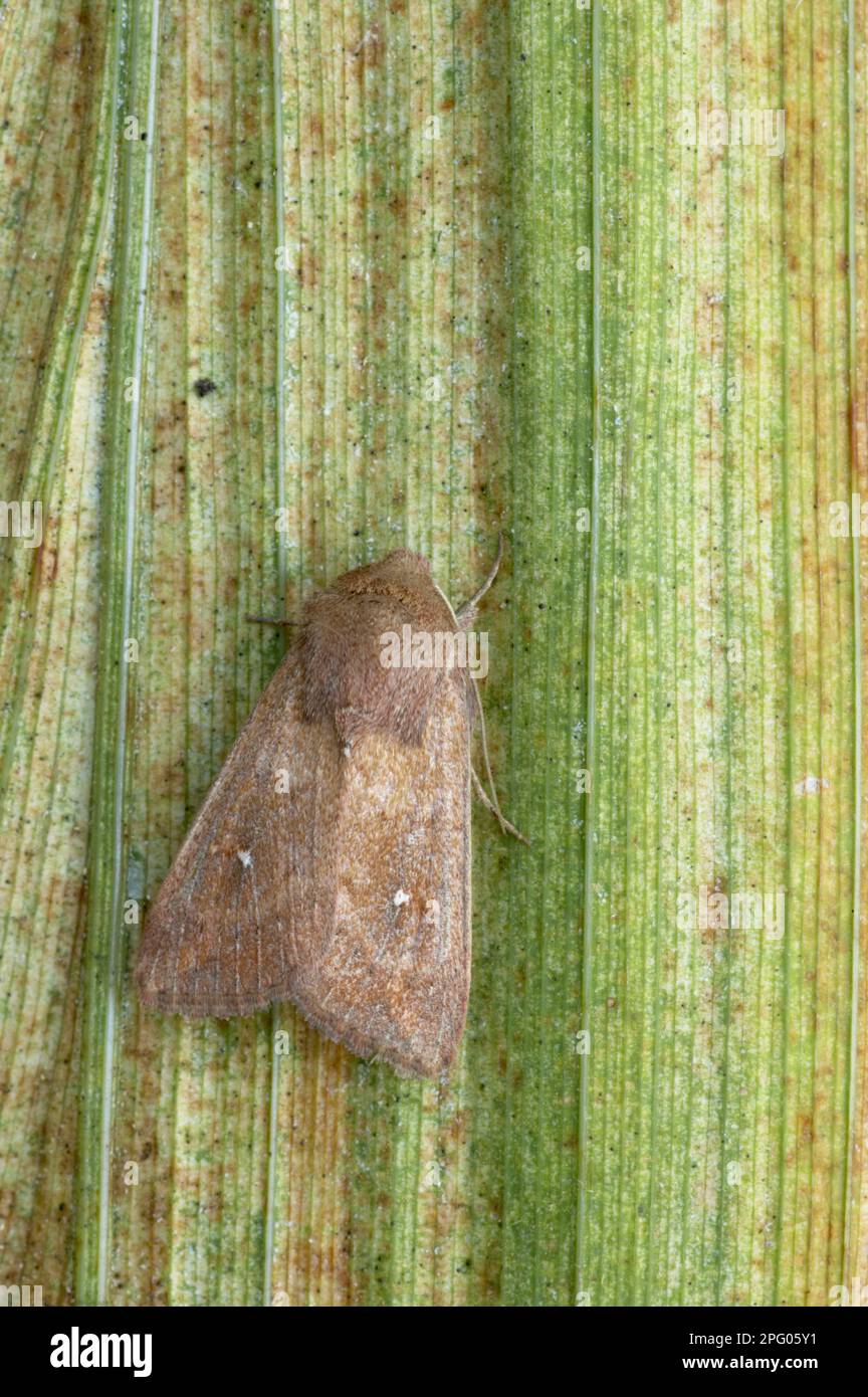 White-point (Mythimna albipuncta) Moth adult, resting on leaf, Essex ...