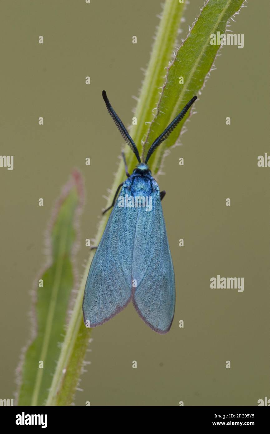 Sorrel Green Widow, Sorrel Green Widow, Common Green Widow, Other ...